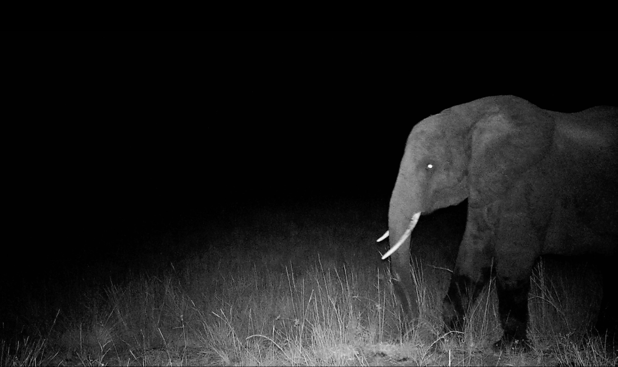 Venice 2025: “Ghost Elephants,” “Nuestra Tierra,” “Cover-Up” – Katie at ...
